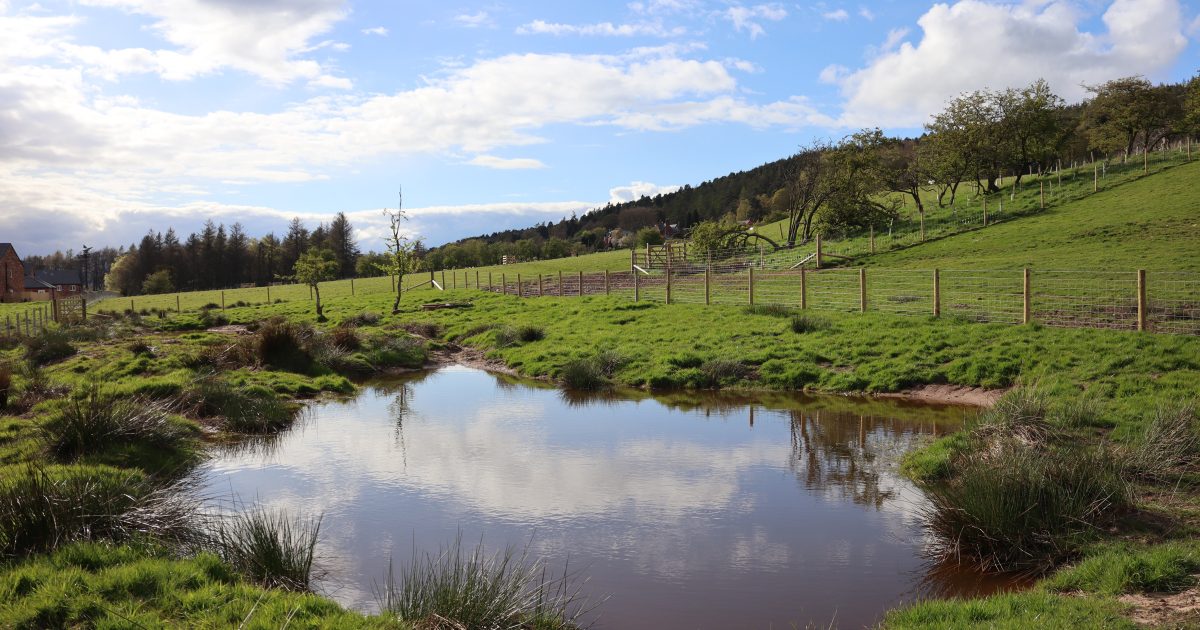 Cold Springs Great Crested Newt Ponds, Penrith | T M Lindsay