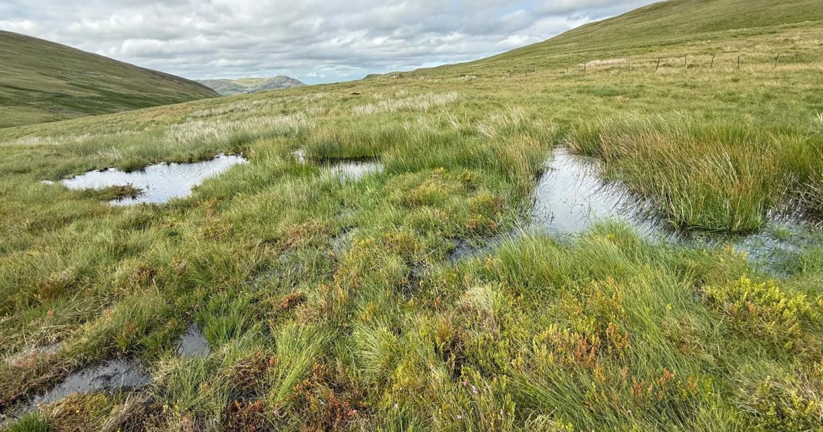 Whietoak Moss Pealtand Restoration Works, Loweswater | T M Lindsay
